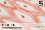 What are Tissues: Types and Functions - Health Benefits