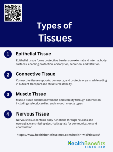 What are Tissues: Types and Functions - Health Benefits