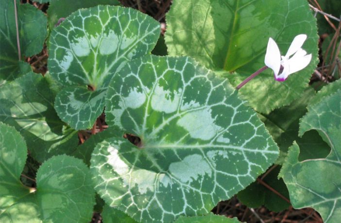 Sinus - Definition of Sinus