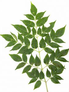 Abrupt - Definition of Abrupt