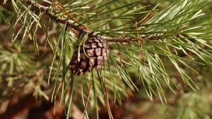 Acerate - Definition of Acerate