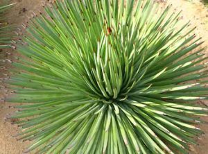 Acicula, acicle - Definition of Acicula, acicle