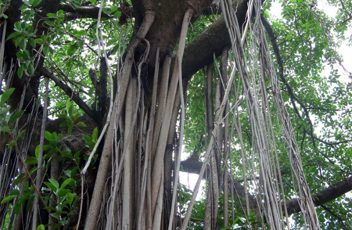 Aerial roots - Definition of Aerial roots