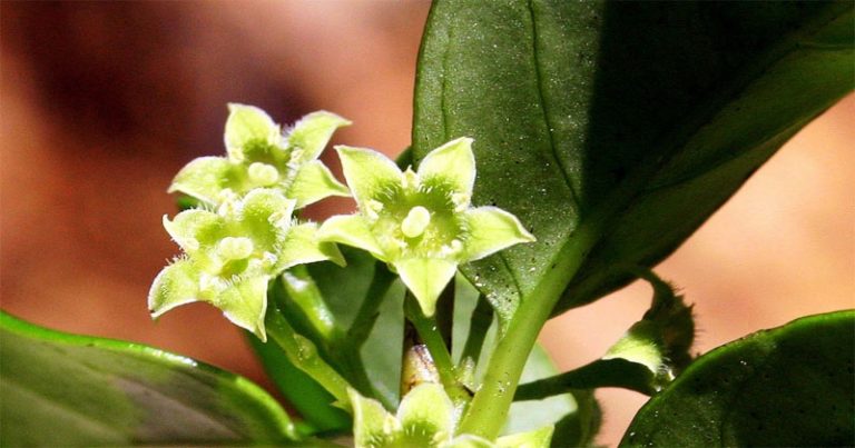 Apiculate - Definition of Apiculate