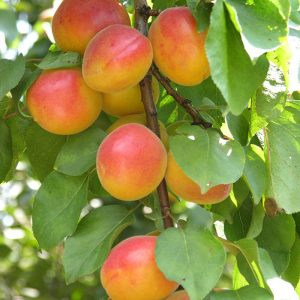 Apricot - Definition of Apricot