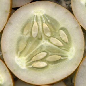 Axil - Definition of Axil