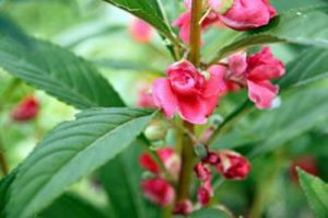 Balsam - Definition of Balsam