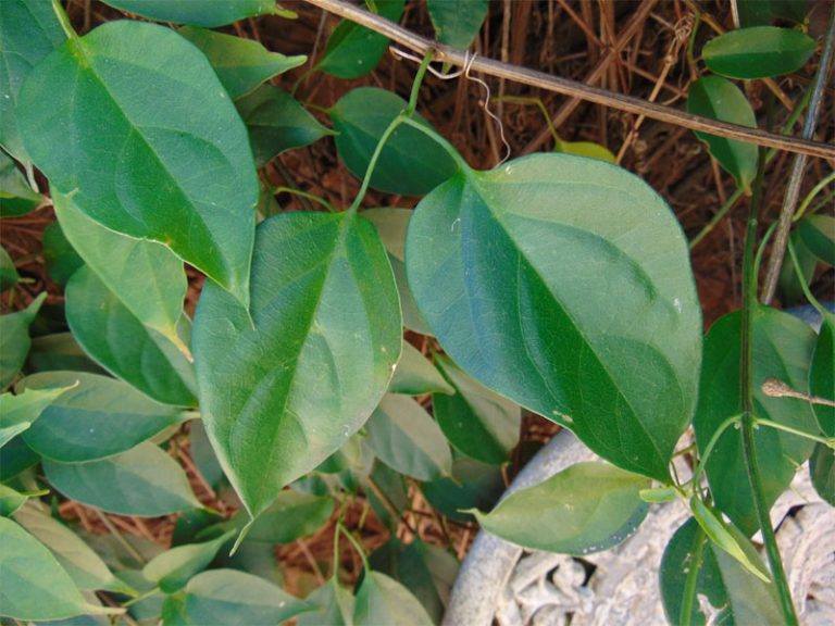 Bifoliate - Definition of Bifoliate