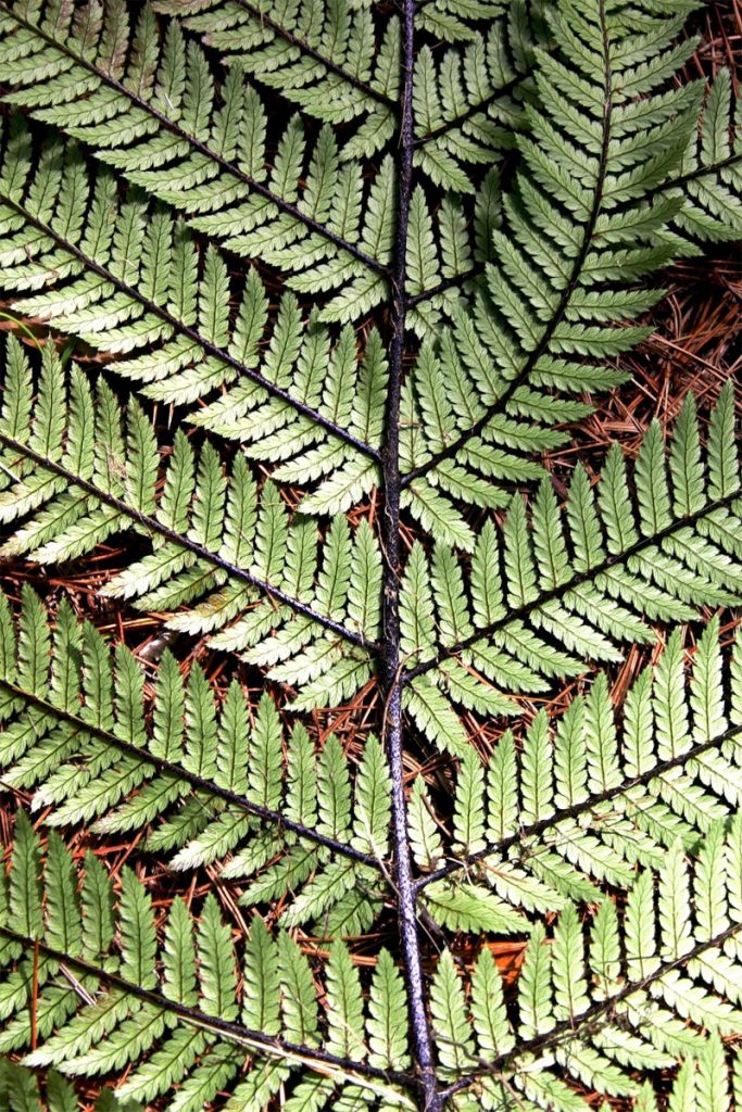 Glossary - Page 5458 of 6083 - Difinitions