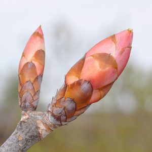 Bud-scales - Definition of Bud-scales
