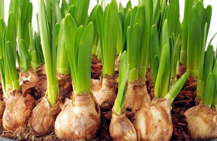 Buff - Definition of Buff