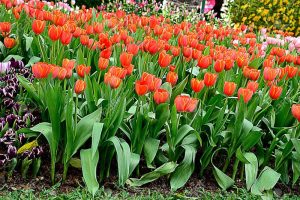 Bulbose - Definition of Bulbose