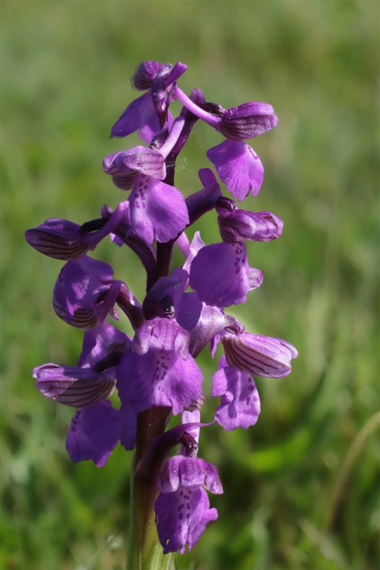 Burr - Definition of Burr