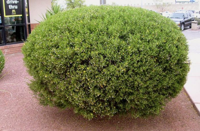 Bush - Definition of Bush