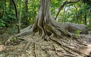 Bush - Definition of Bush