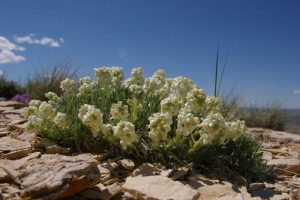 Caespitose - Definition of Caespitose