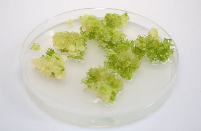 Calloused - Definition of Calloused