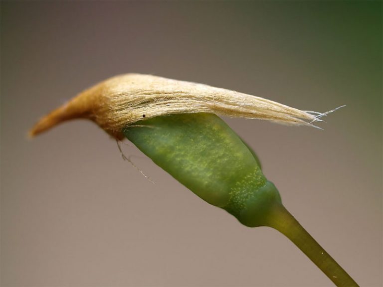 Calyptra - Definition of Calyptra