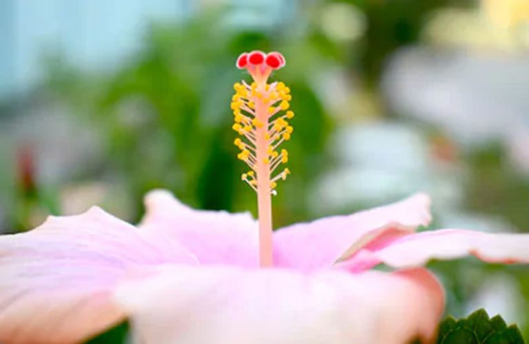 Carpel - Definition of Carpel