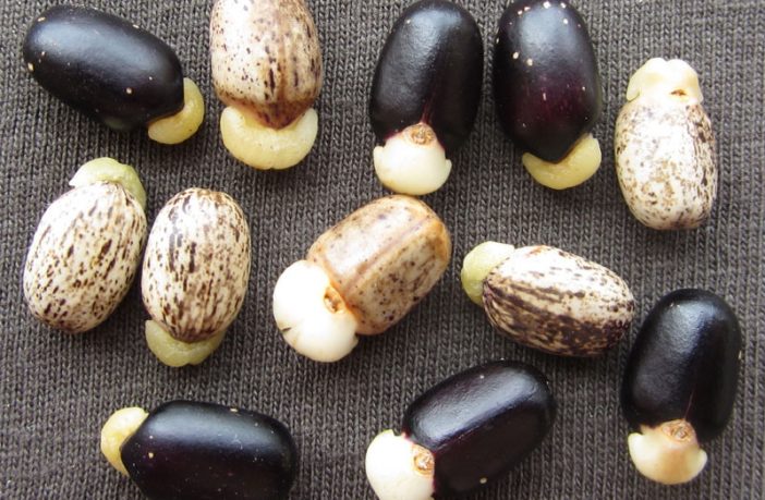 Caruncle - Definition of Caruncle