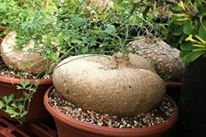 Caudex - Definition of Caudex