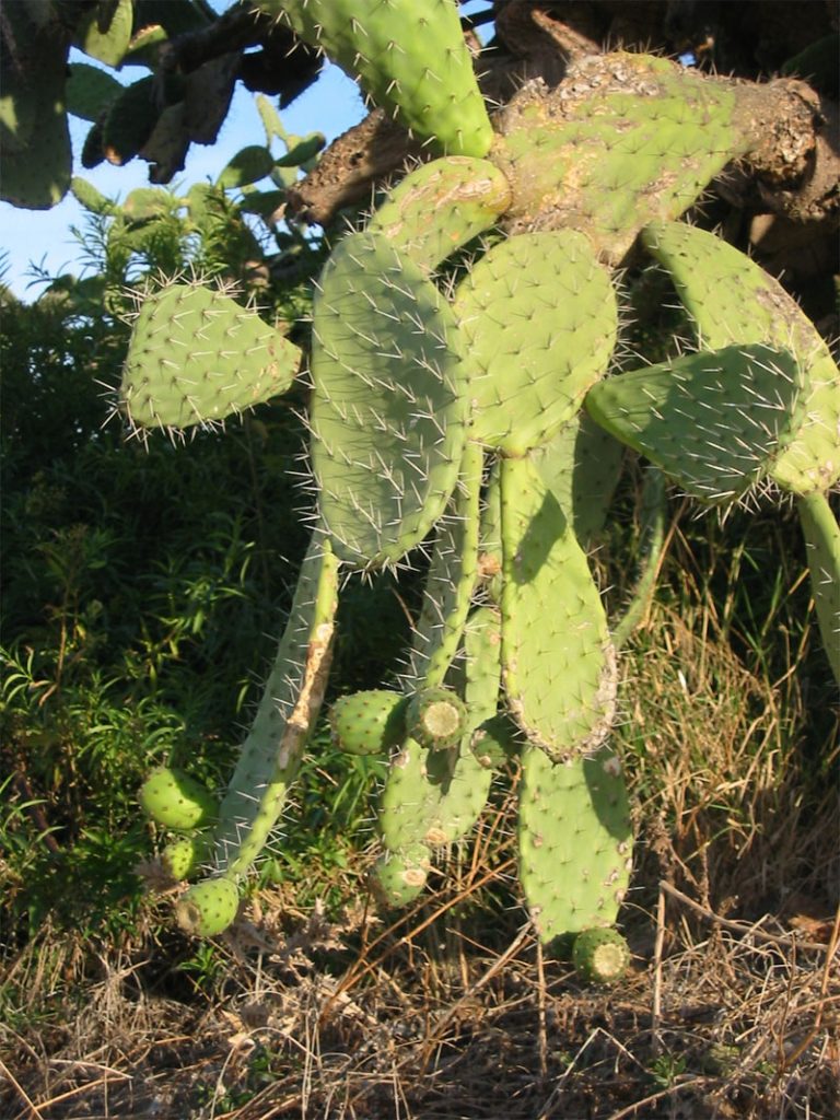 Cladode - Definition of Cladode