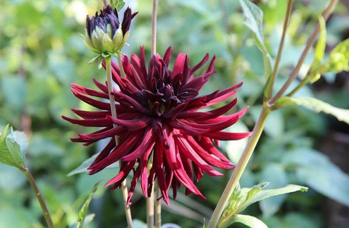 Claret - Definition of Claret