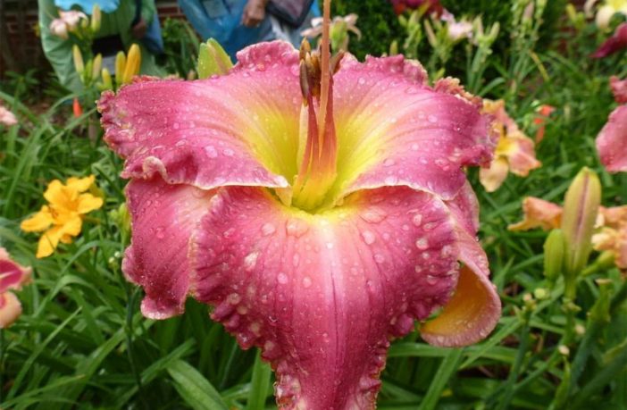 Cohort - Definition of Cohort