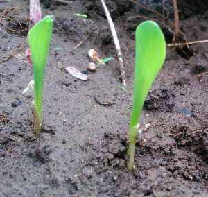 Coleoptile - Definition of Coleoptile