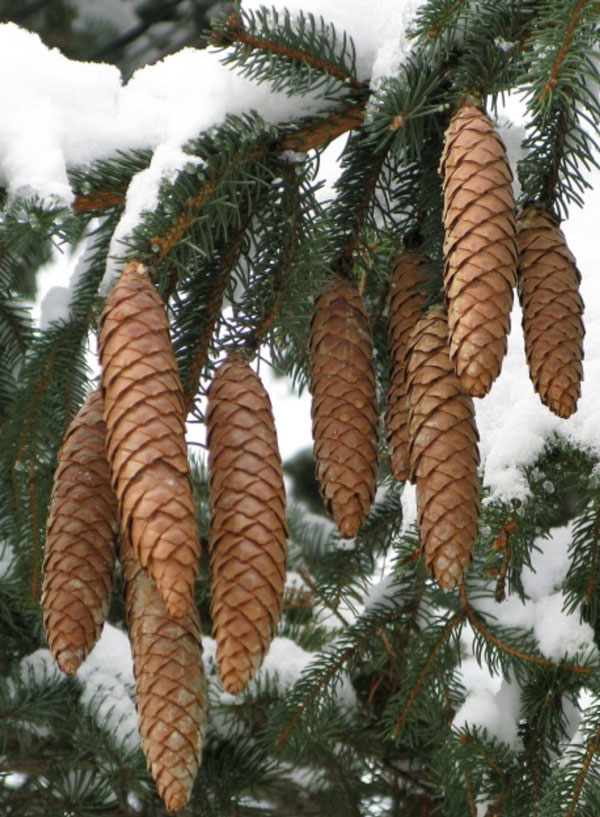 Cone Definition Of Cone Cone Definition Of Cone