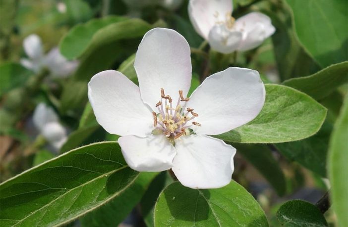 Contorted - Definition of Contorted