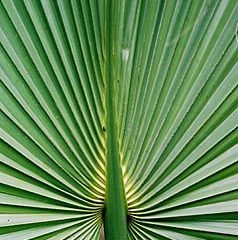 Costapalmate - Definition of Costapalmate