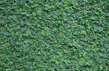 Creeping - Definition of Creeping