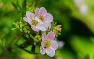 Crenate - Definition of Crenate