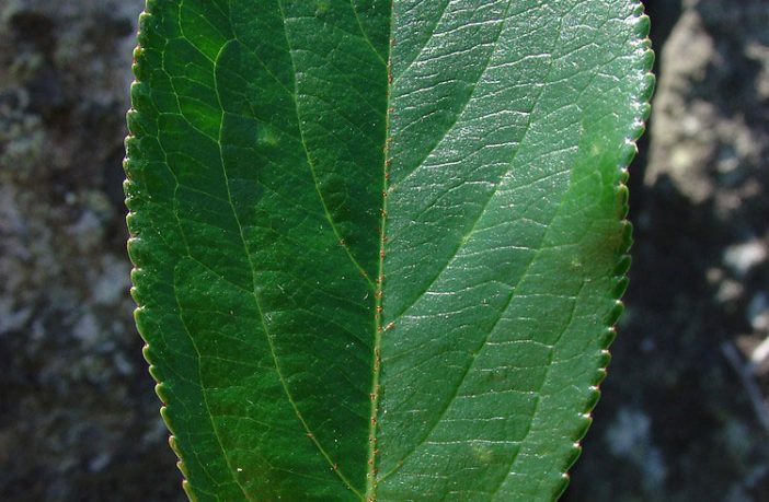 Crenulate - Definition of Crenulate