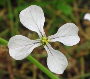 Cruciate or Cruciform - Definition of Cruciate or Cruciform