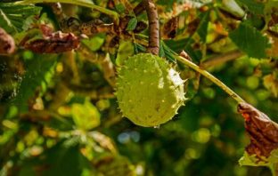 Cupular - Definition of Cupular