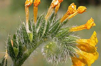 Cyme - Definition of Cyme