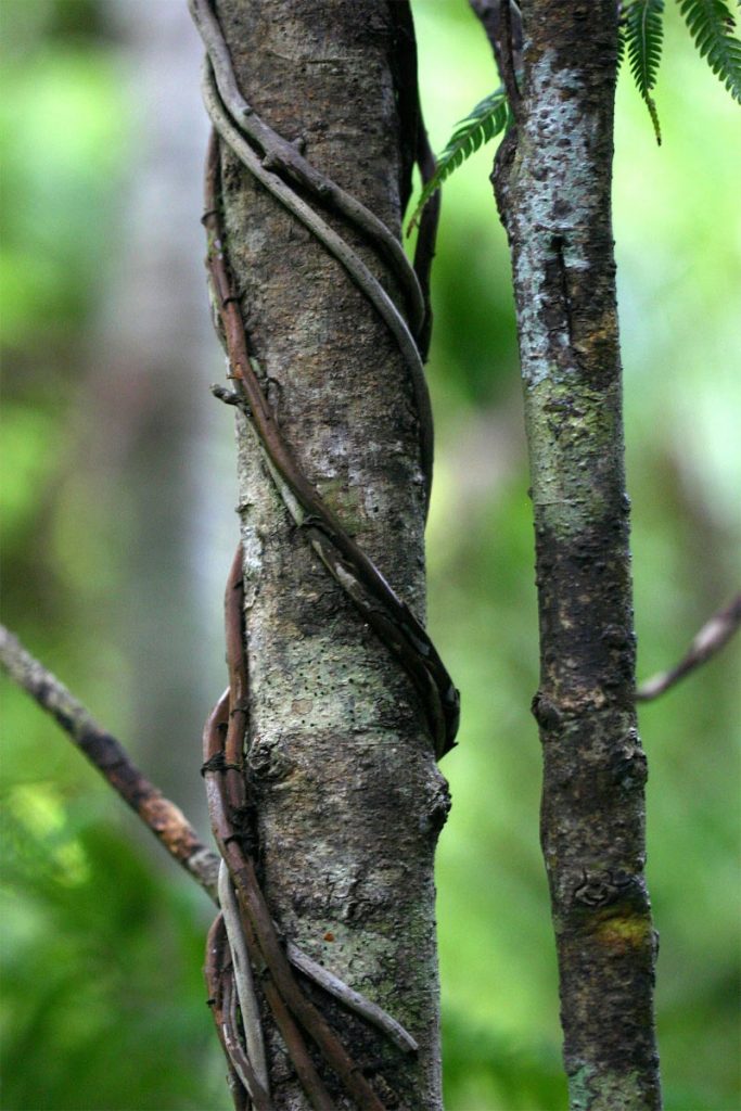 Development - Definition of Development