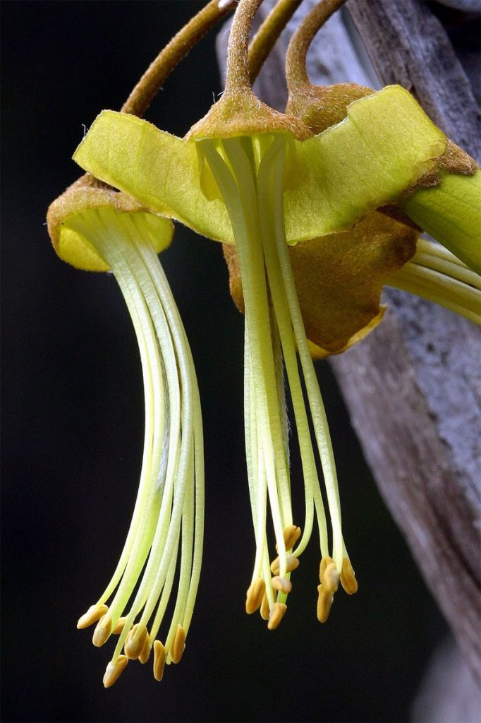 Diadelphous - Definition of Diadelphous