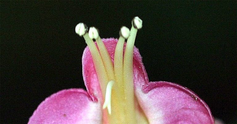 Didynamous - Definition of Didynamous