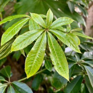 Digitate - Definition of Digitate