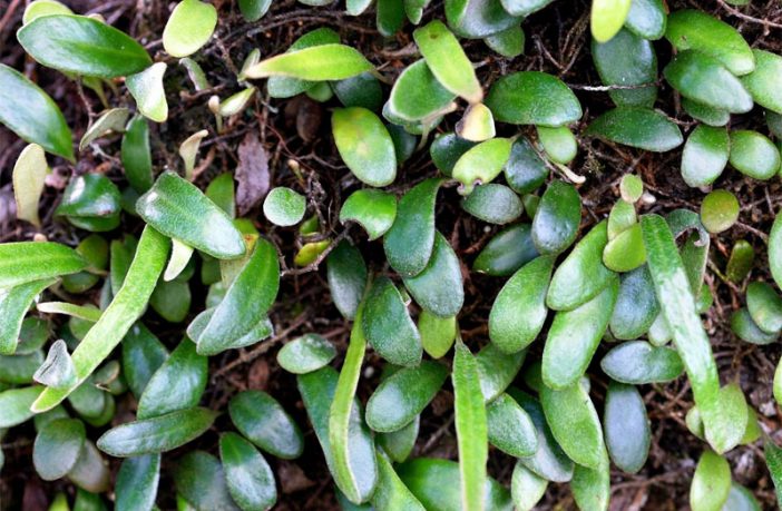 Dimorphic - Definition of Dimorphic