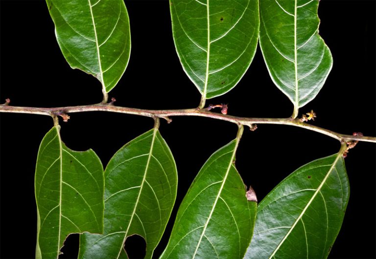 Distichous - Definition of Distichous