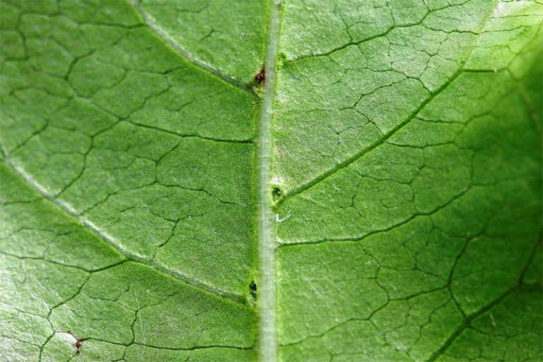 Domatium (plural domatia) - Definition of Domatium (plural domatia)