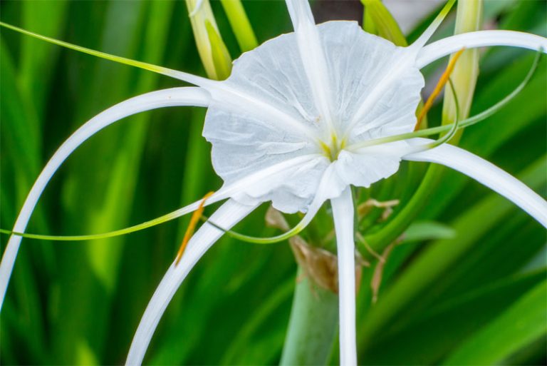 Domatium (plural domatia) - Definition of Domatium (plural domatia)