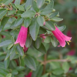 Dusk definition dusky definition - metrowolf