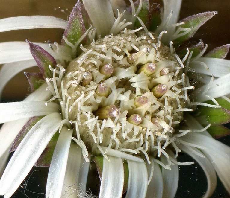 Elater - Definition of Elater