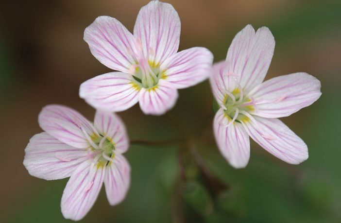 Ephemeral - Definition of Ephemeral