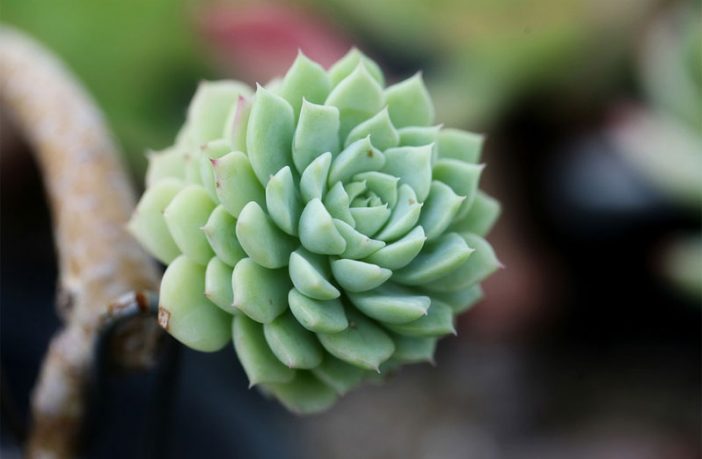 Flesh - Definition of Flesh